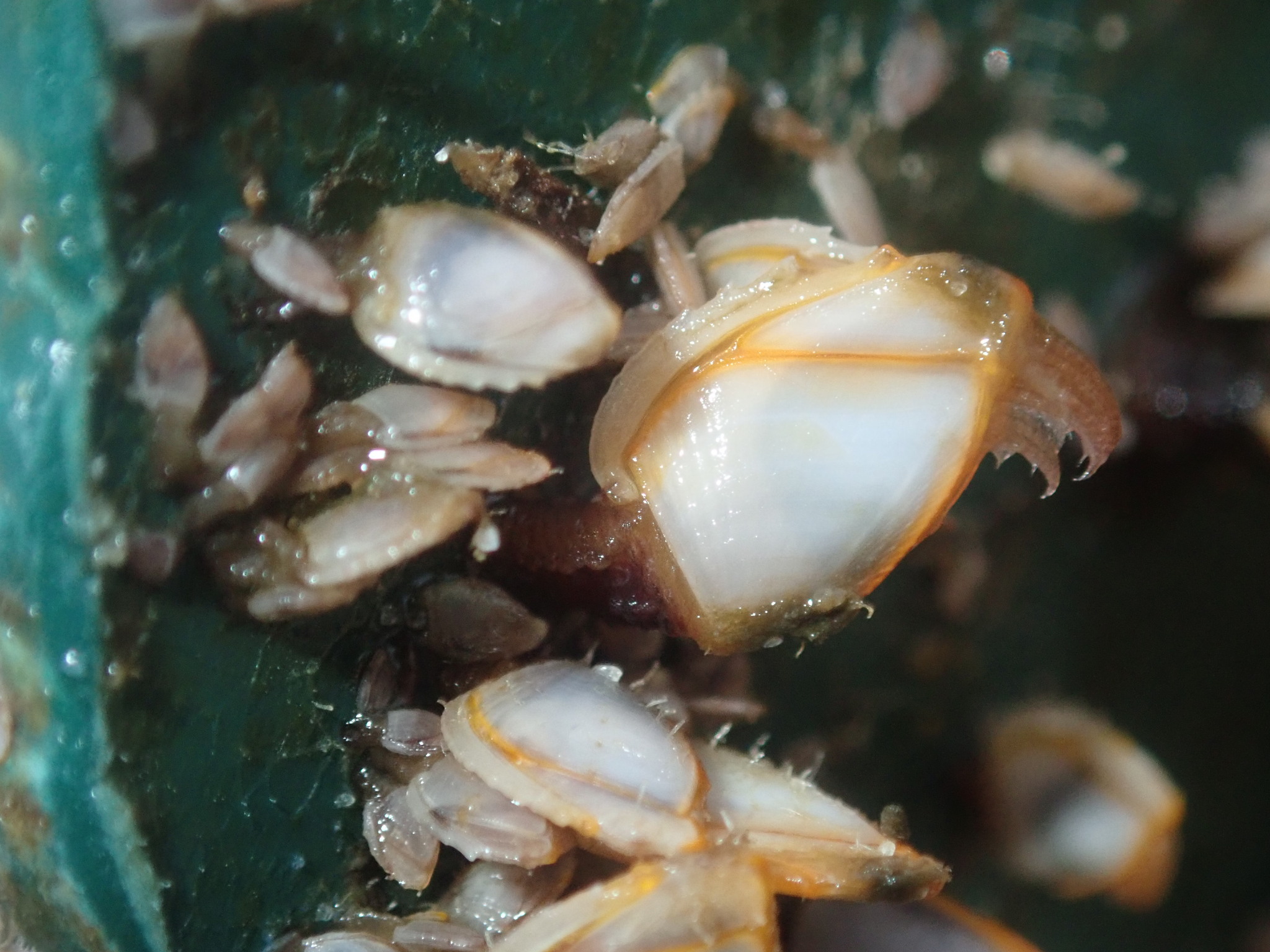 Lepas anserifera Linnaeus, 1767