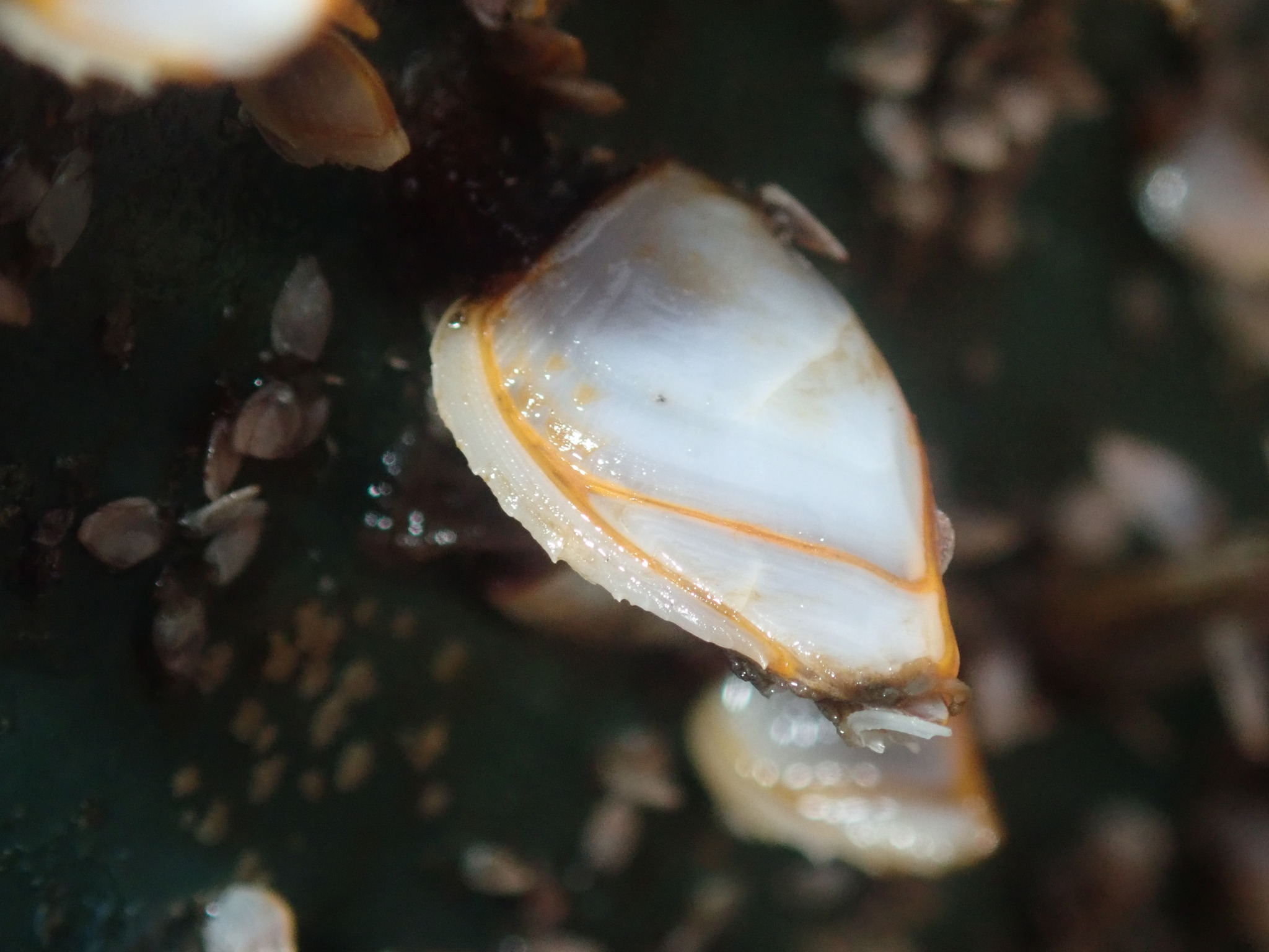 Lepas anserifera Linnaeus, 1767