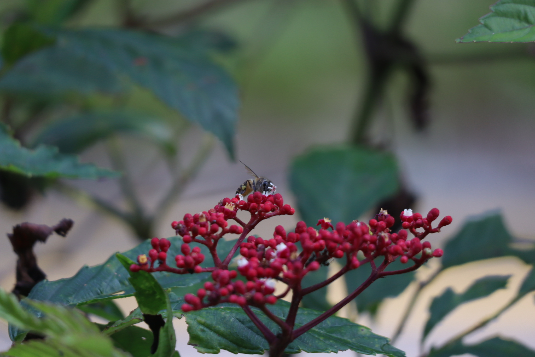 Apis cerana Fabricius, 1793