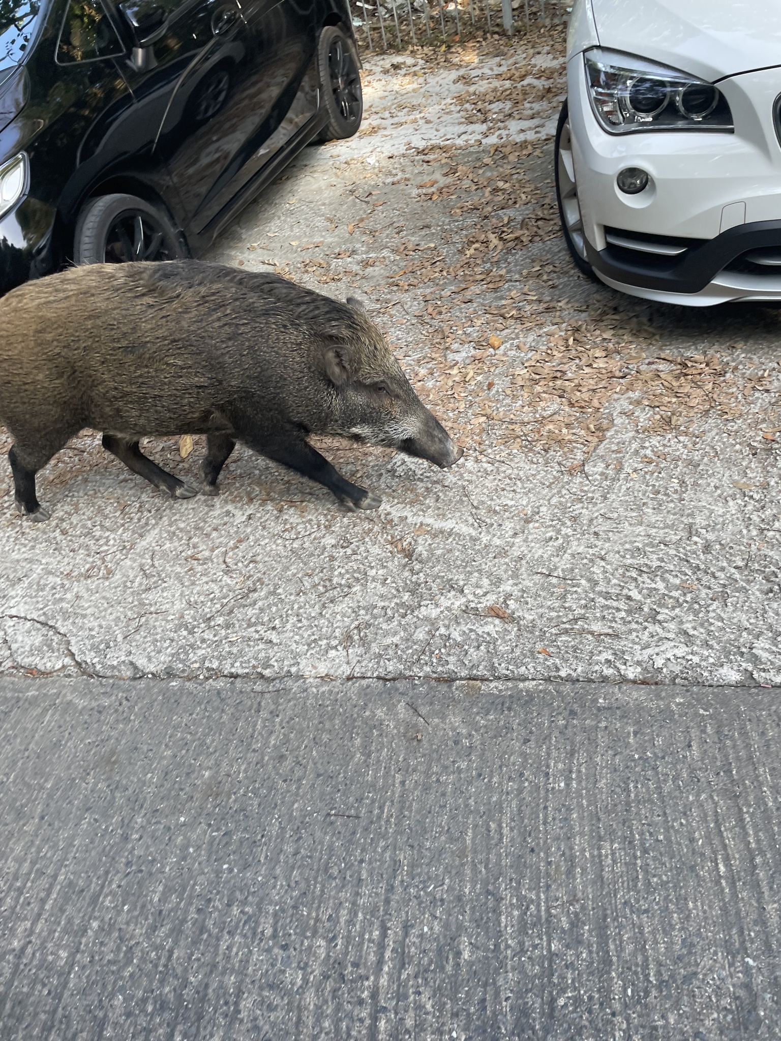 Sus scrofa Linnaeus, 1758