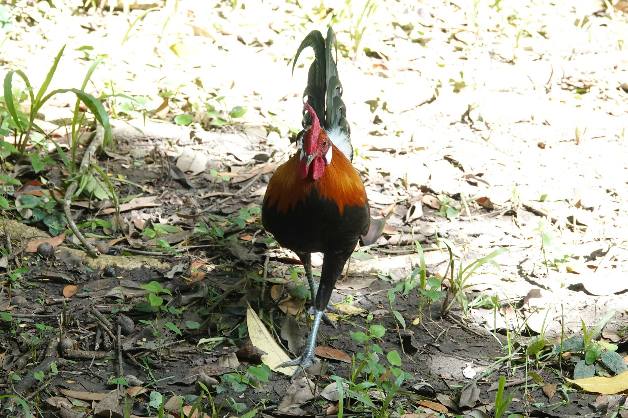 Gallus gallus (Linnaeus, 1758)