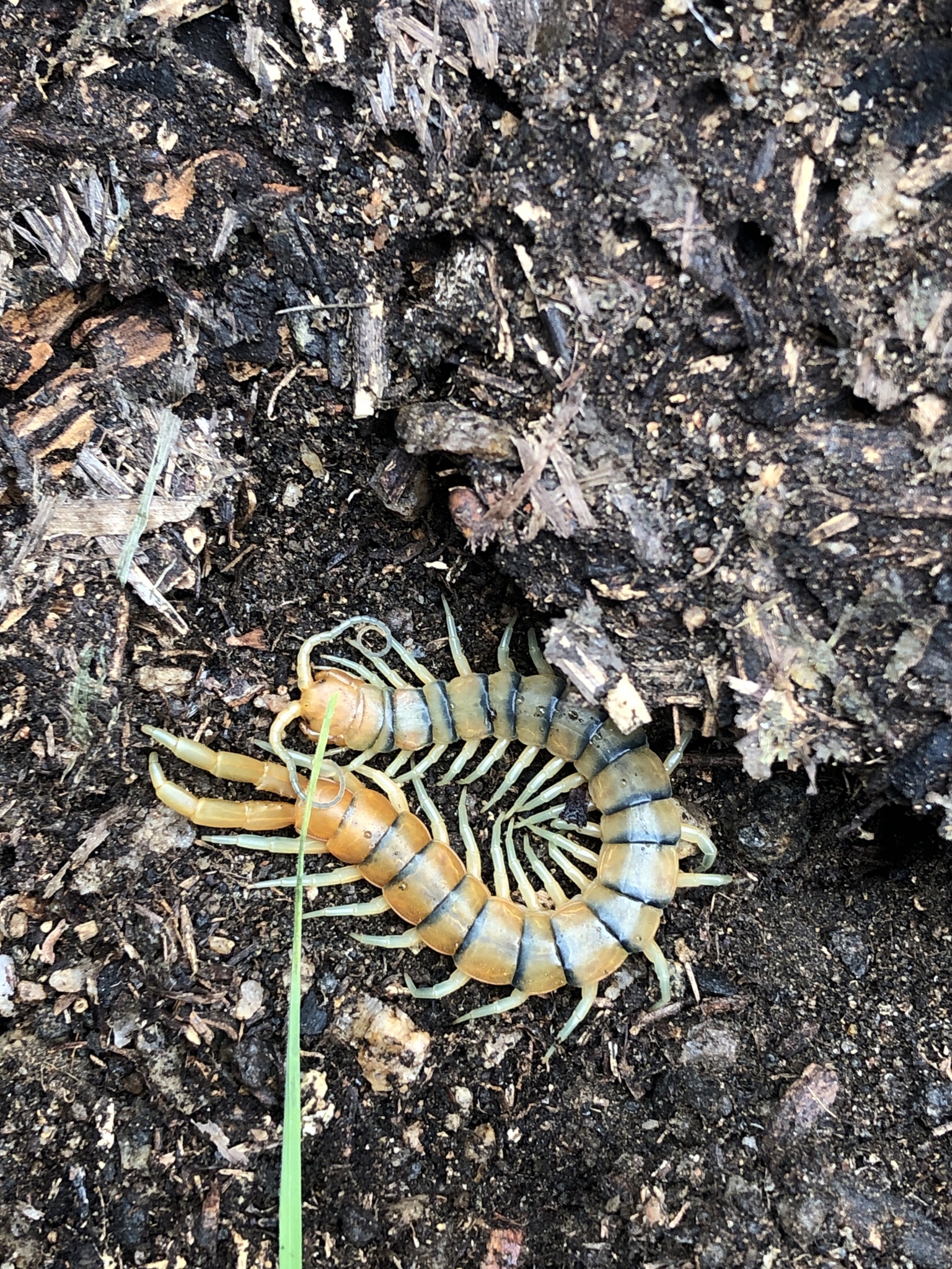 Scolopendra Linnaeus, 1758