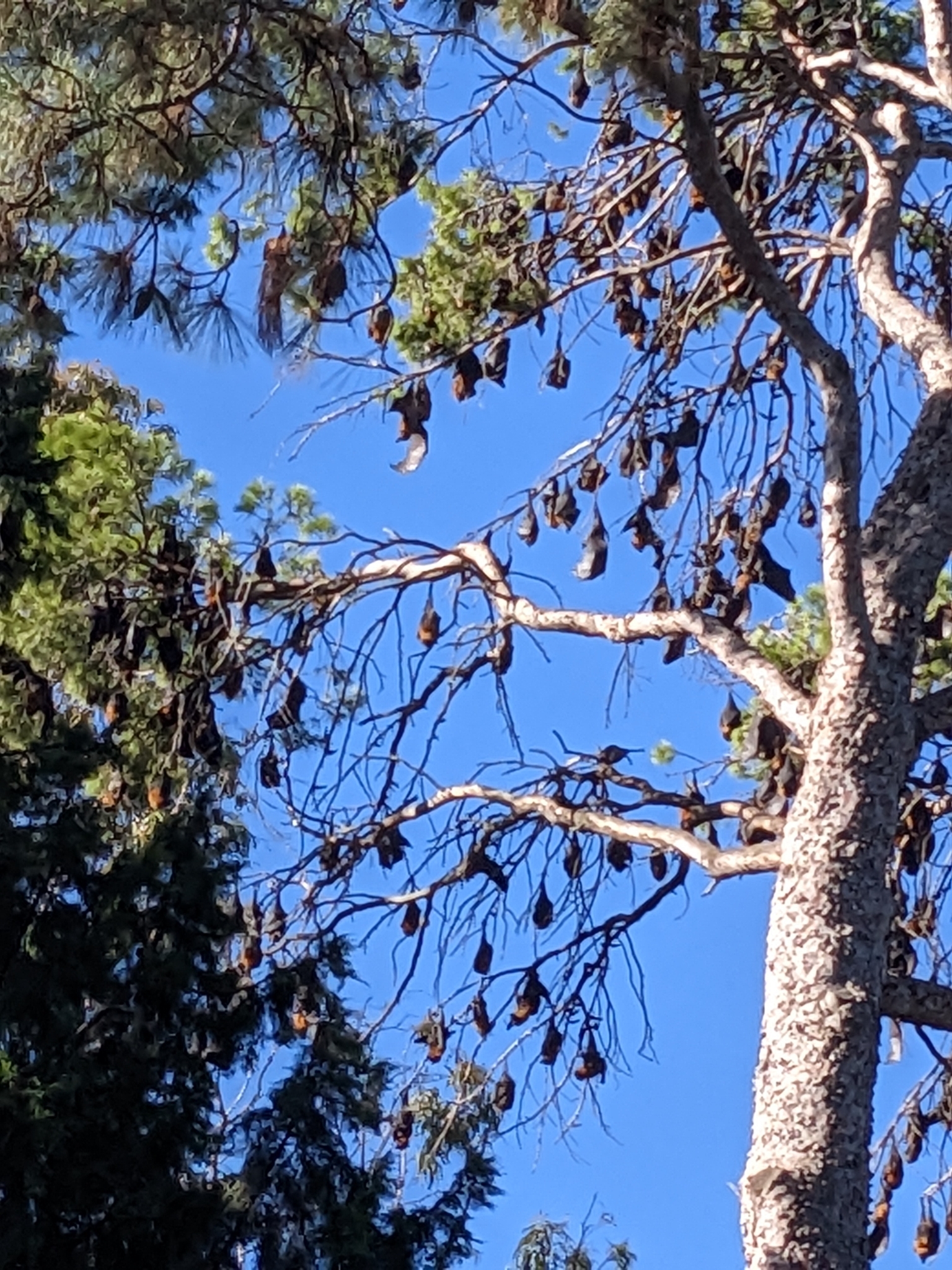 Pteropus Brisson, 1762