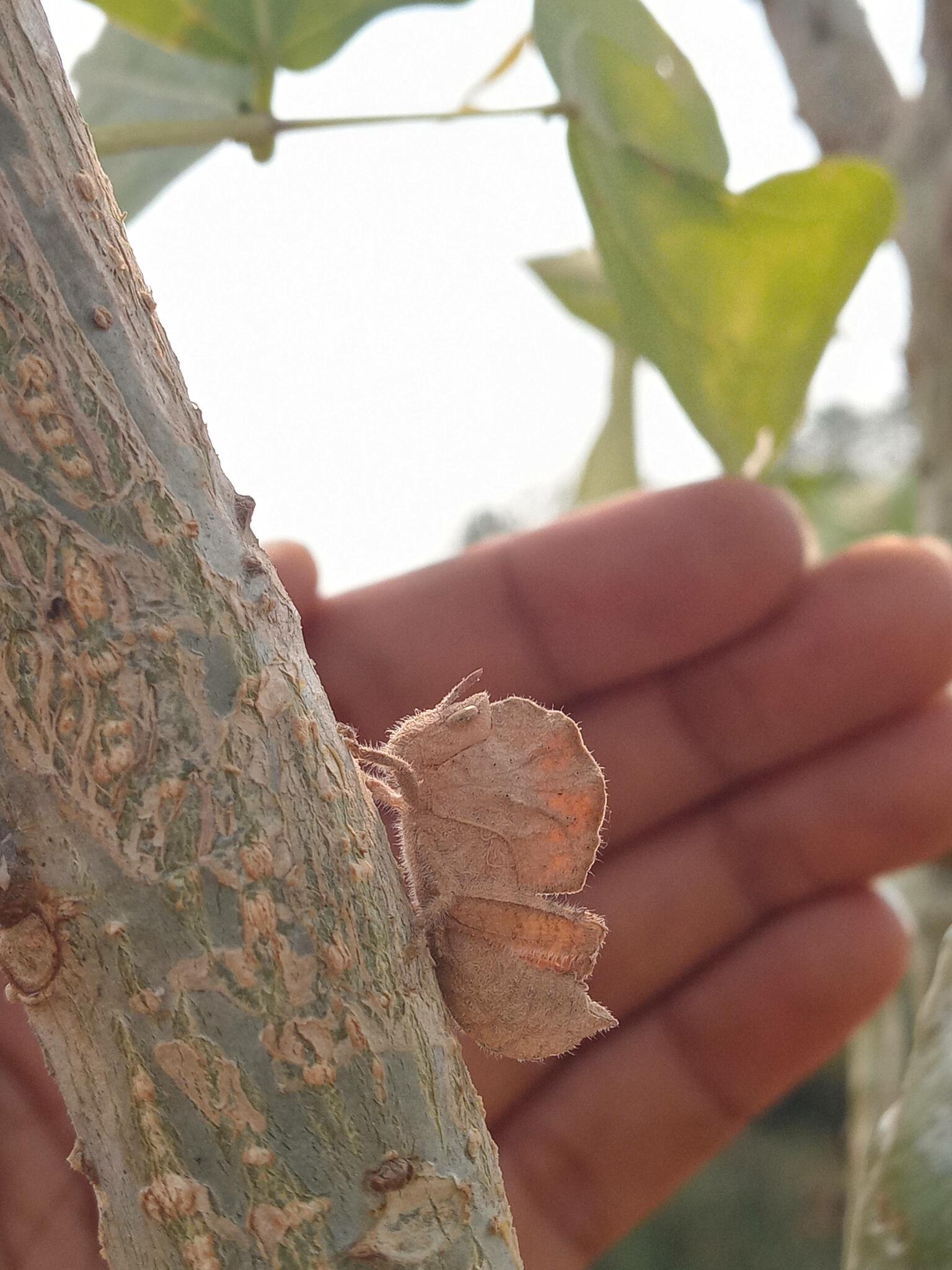 Teratodes monticollis (Gray, 1832)