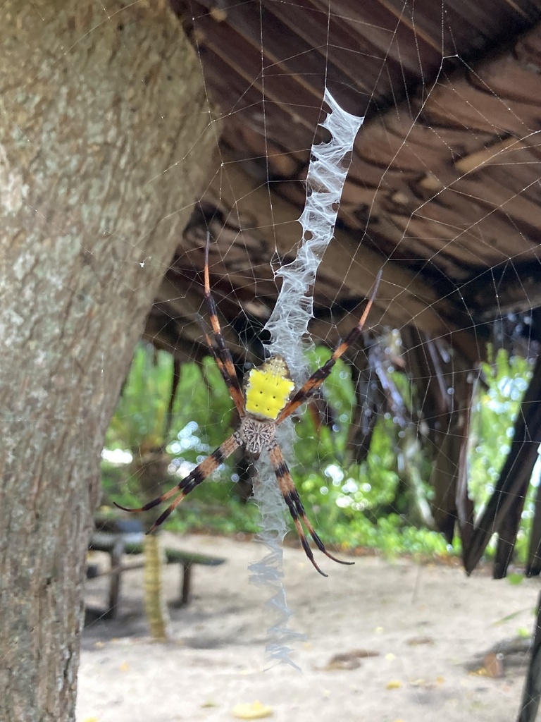 Northern Saint Andrew's Cross Spider from Moso, Vanuatu, VU on January ...