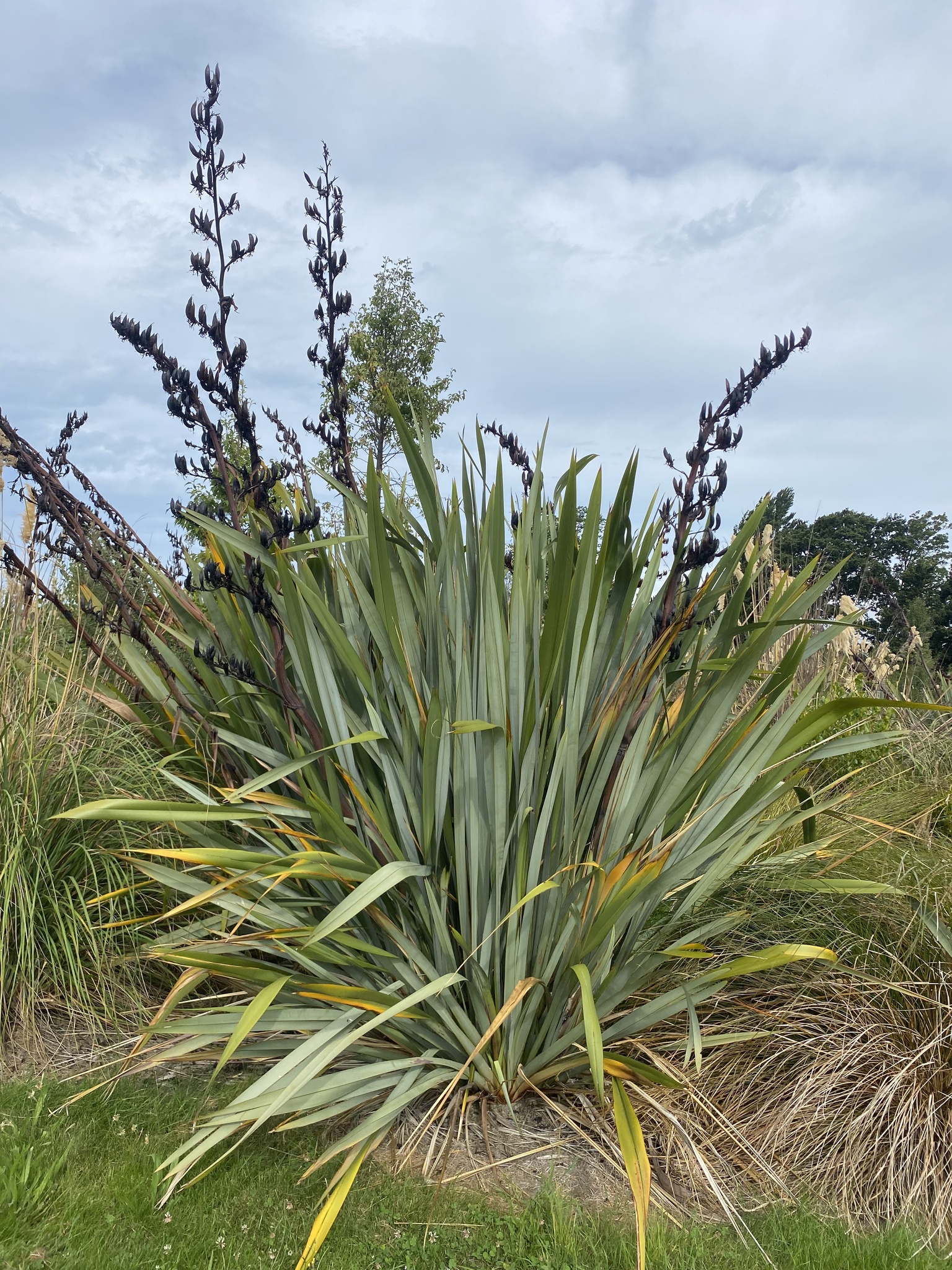 Phormium tenax J.R.Forst. & G.Forst.