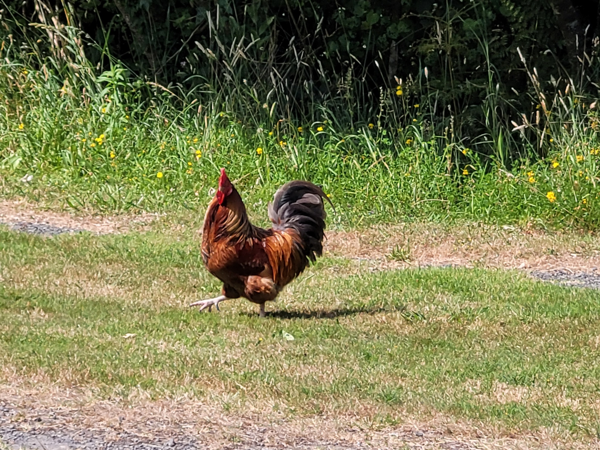 Gallus gallus (Linnaeus, 1758)