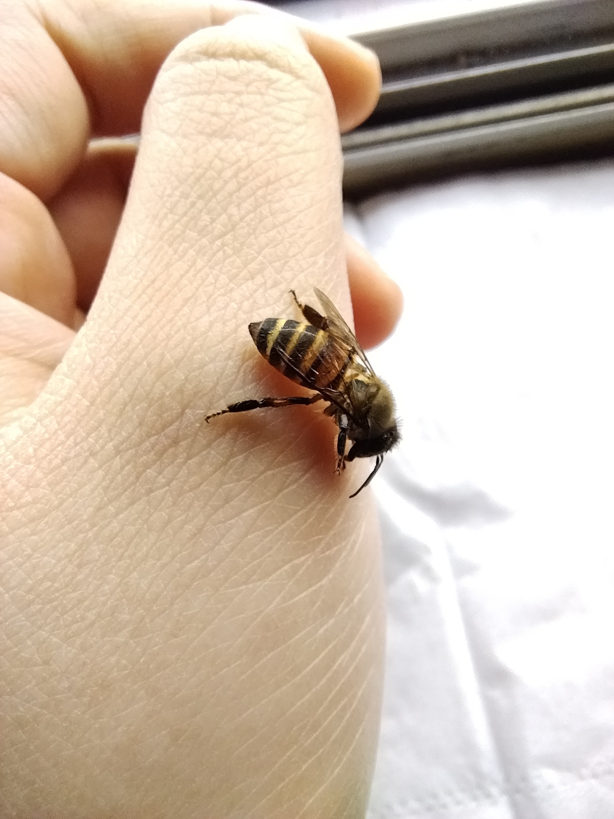 Apis cerana Fabricius, 1793