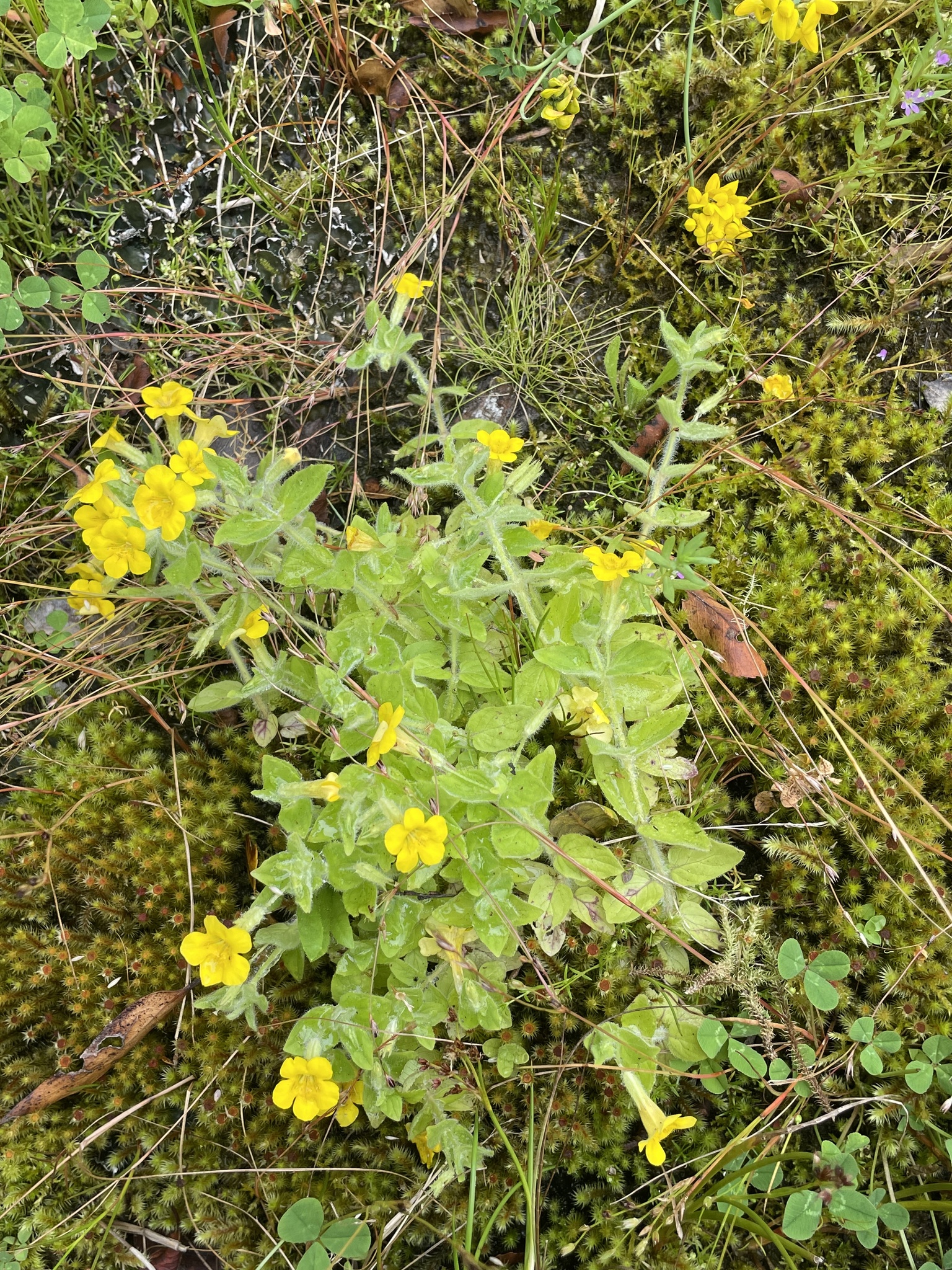 Erythranthe Spach
