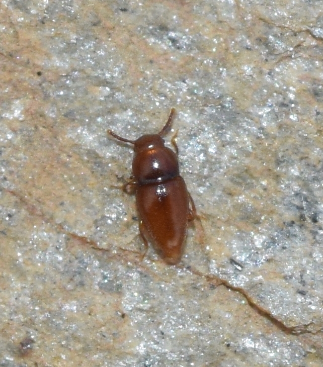 Endomychidae