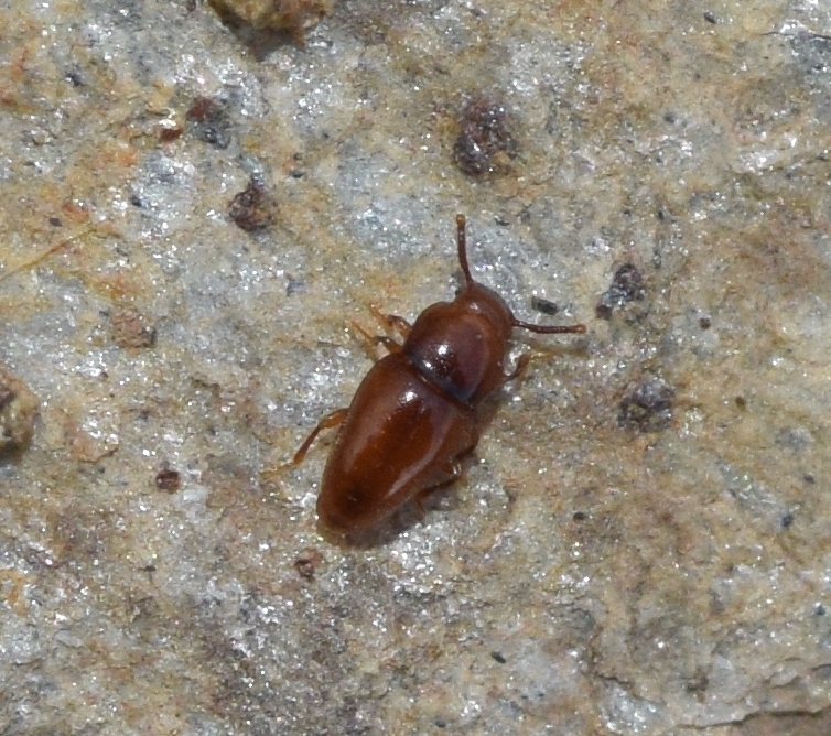 Endomychidae