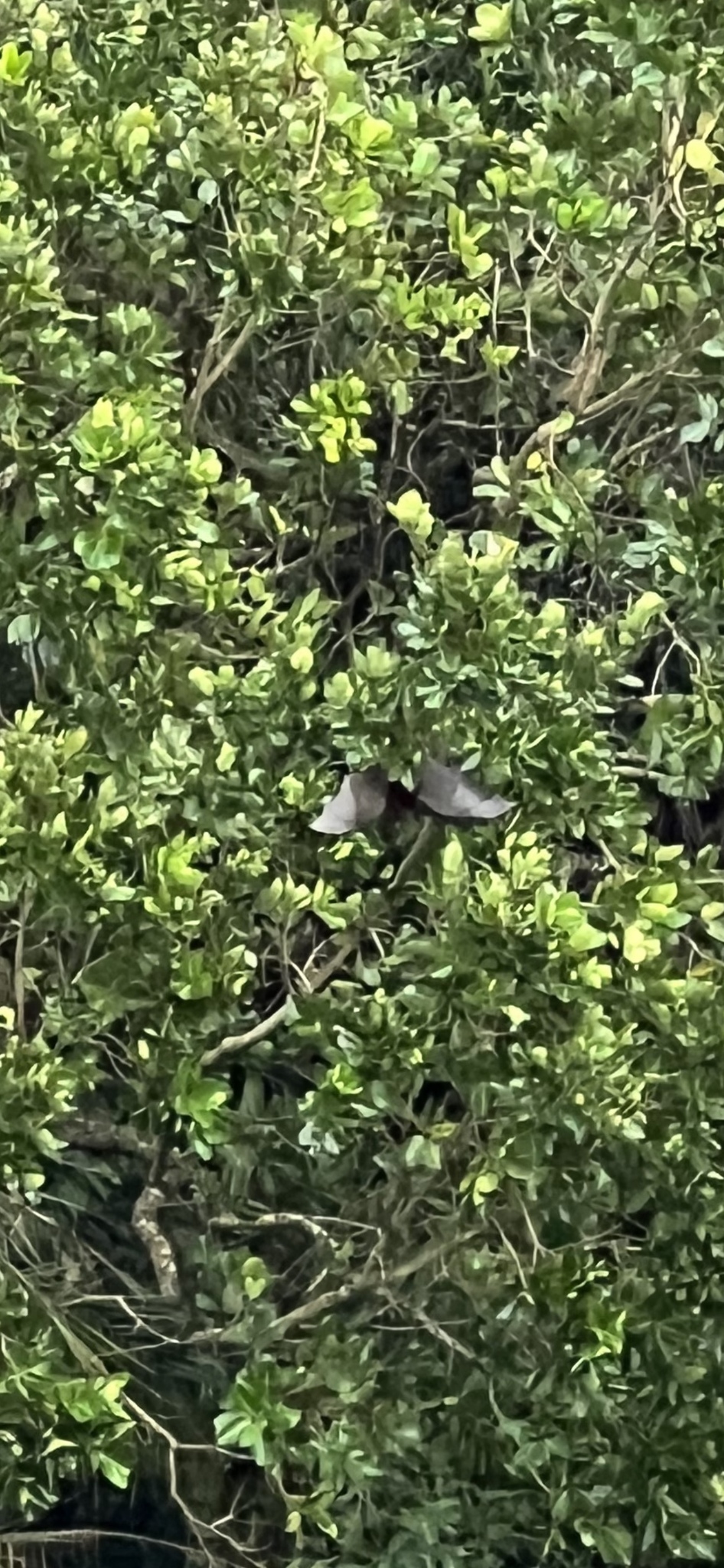 Pteropus Brisson, 1762