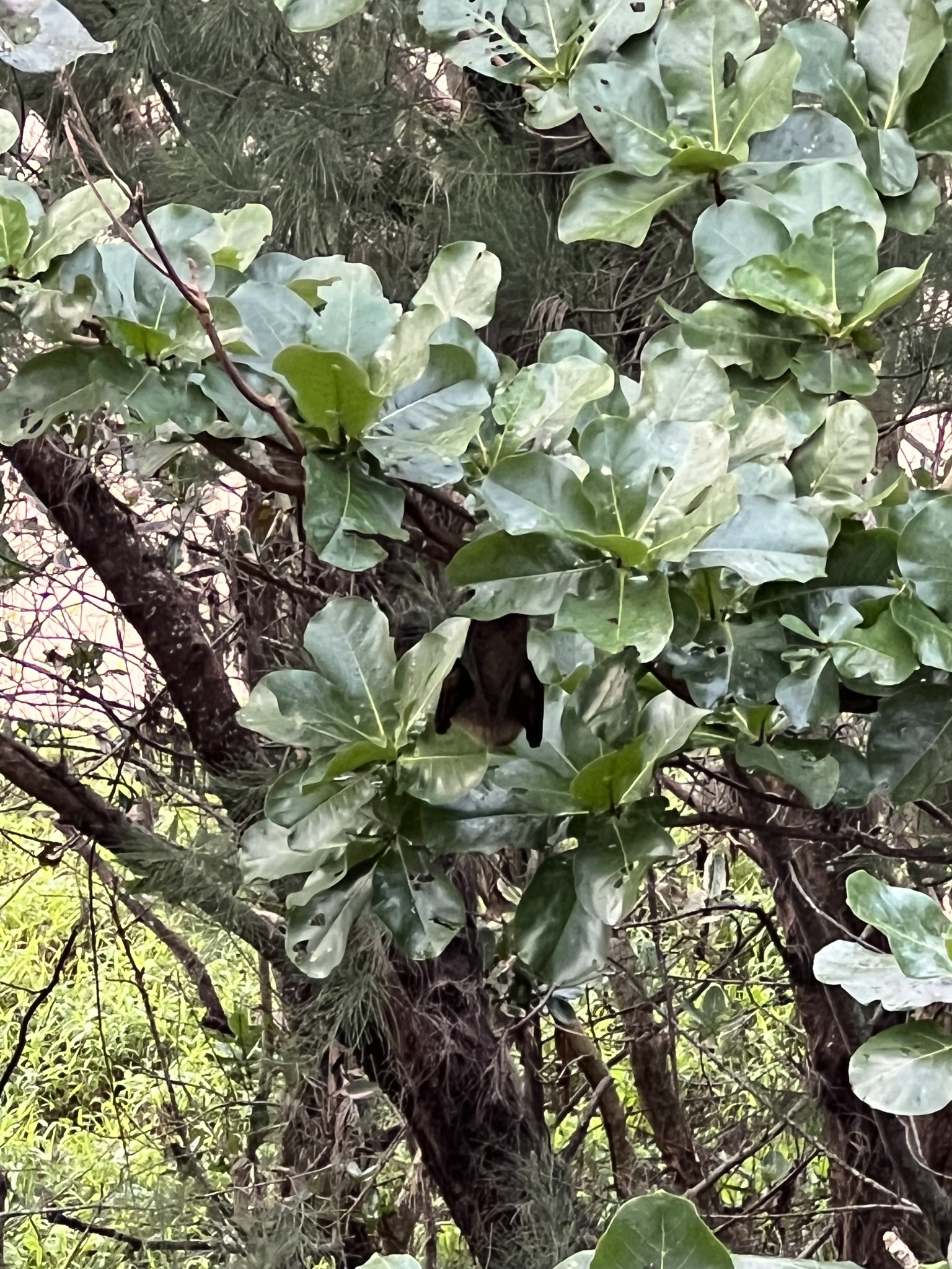 Pteropus Brisson, 1762