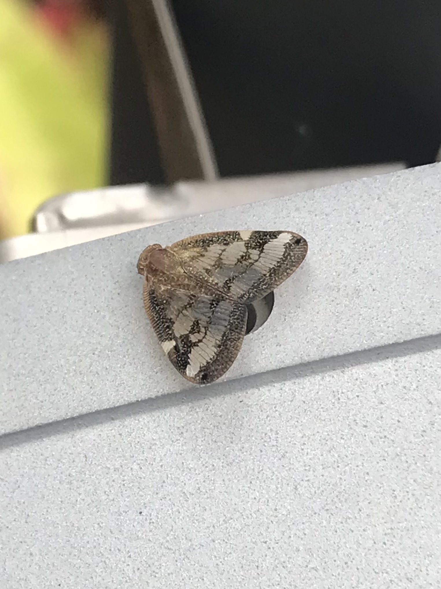 Ricaniidae