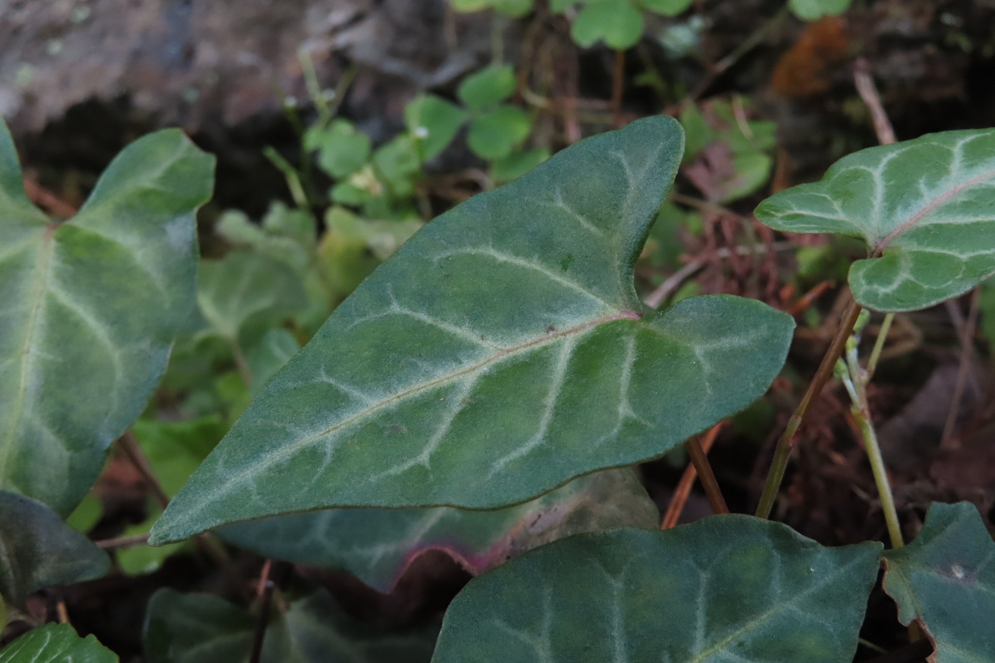 Fallopia multiflora (Thunb.) Haraldson