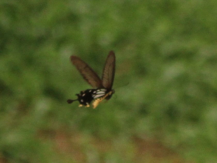 Losaria coon (Fabricius, 1793)