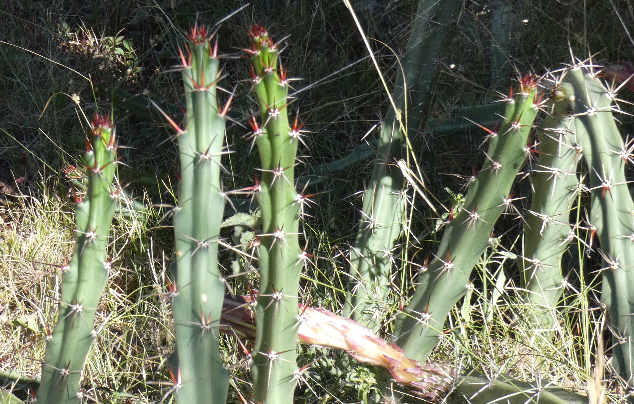 Harrisia bonplandii (Parm.) Britton & Rose