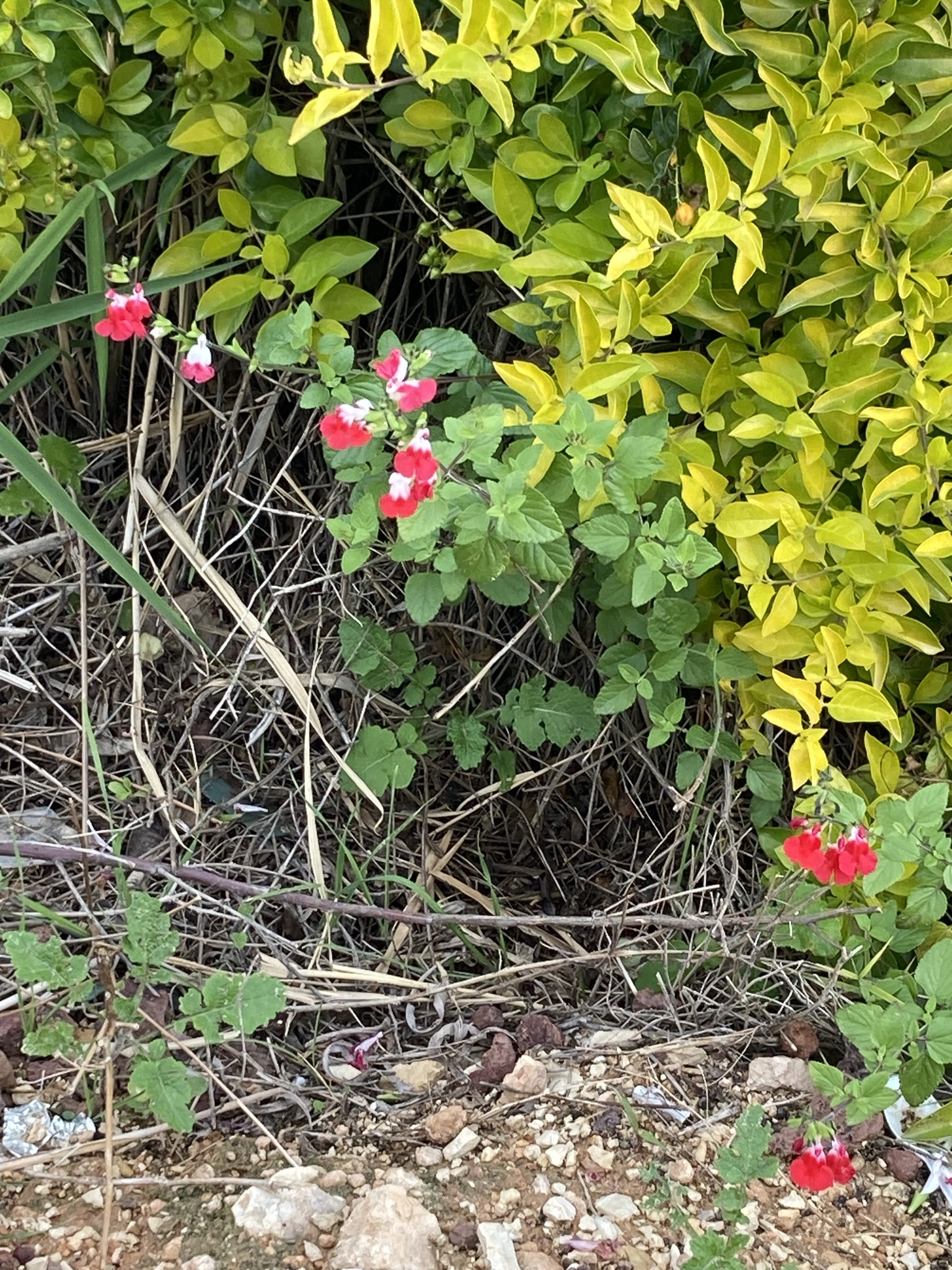 Salvia microphylla Kunth