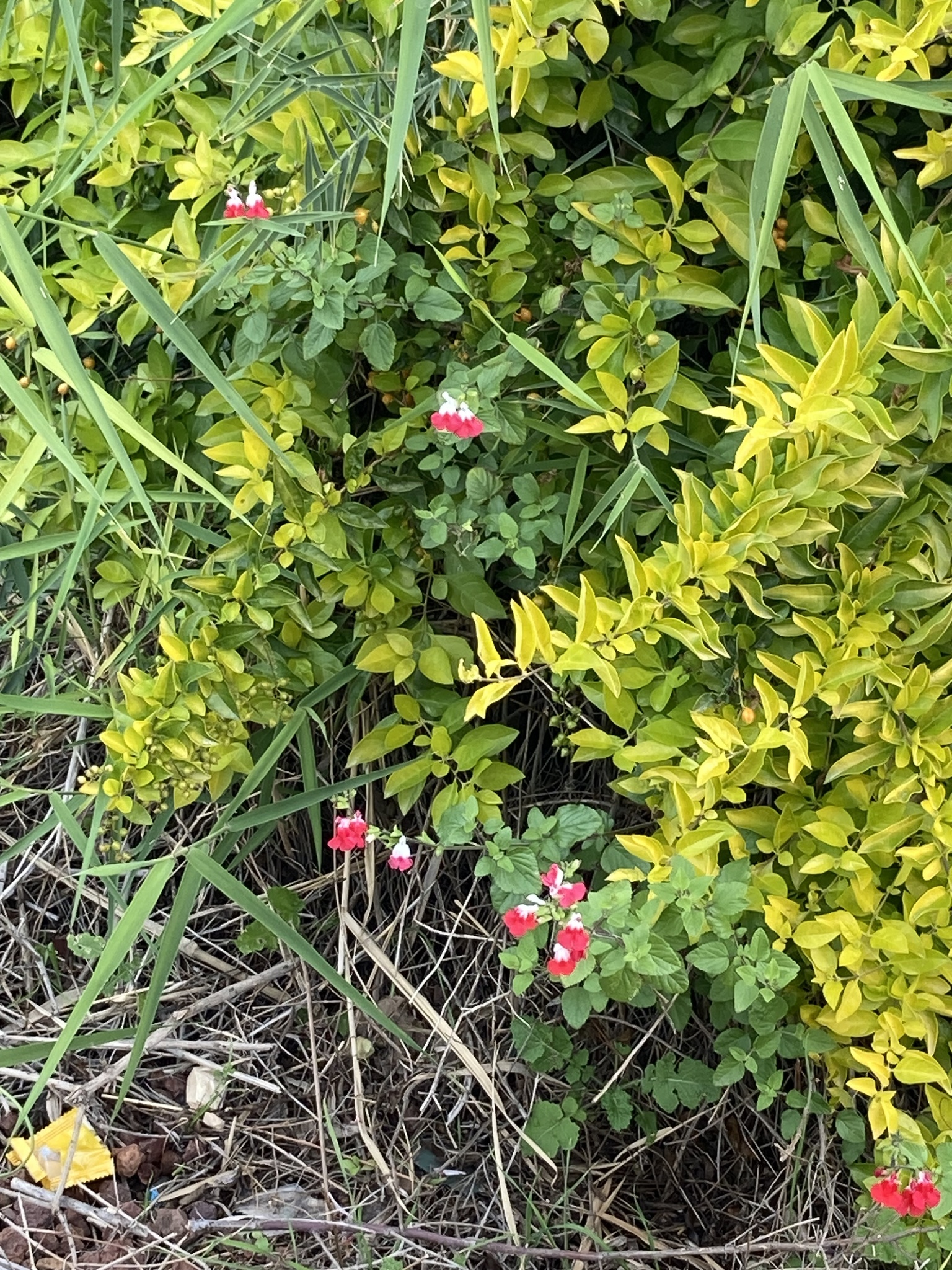 Salvia microphylla Kunth