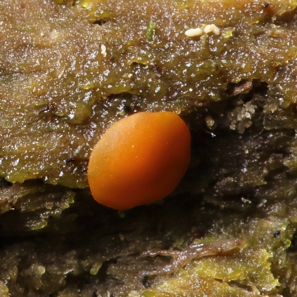 Higher Ascomycetes from Dunedin North, Dunedin, New Zealand on January ...