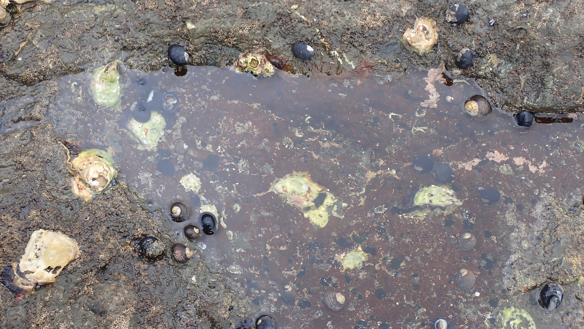 Patelloida corticata (F.W.Hutton, 1880)