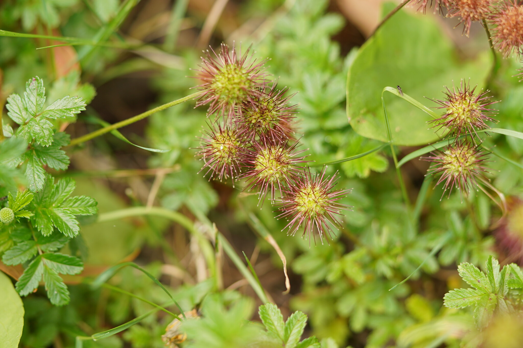 Acaena novae-zelandiae Kirk