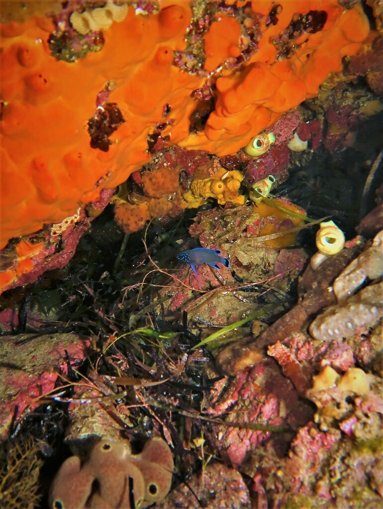 Southern Blue Devil from Second Valley SA 5204, Australia on January 03 ...