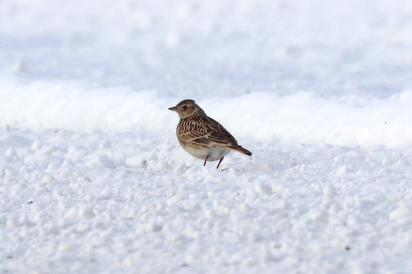 Alauda arvensis Linnaeus, 1758