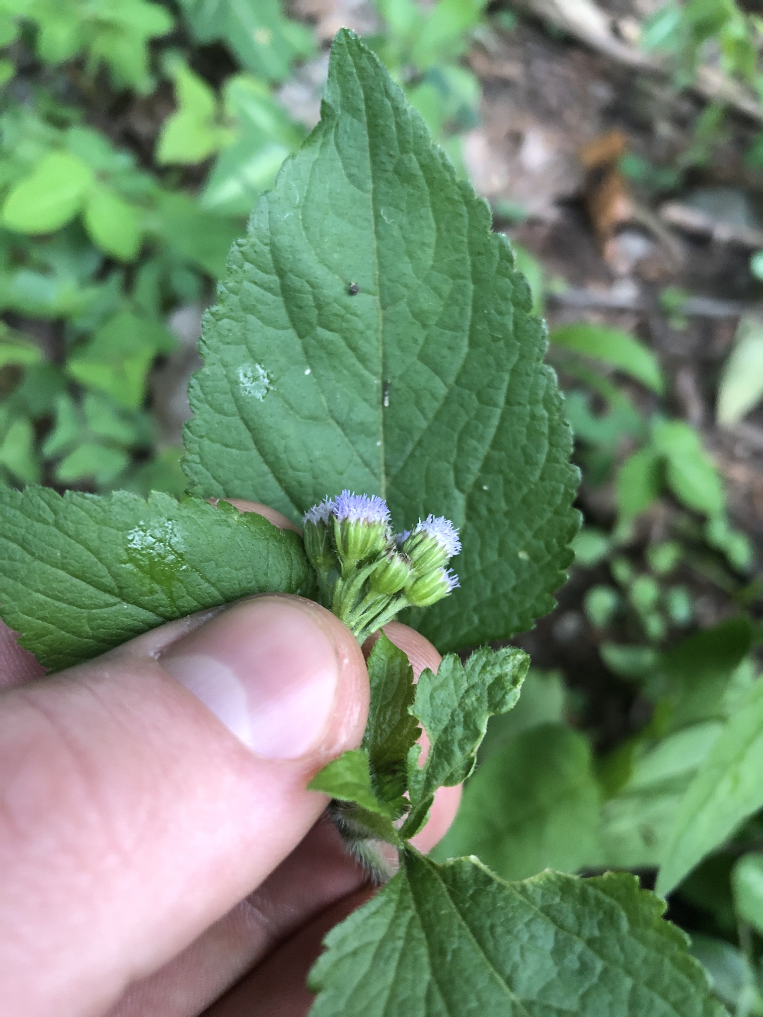 Ageratum conyzoides L.