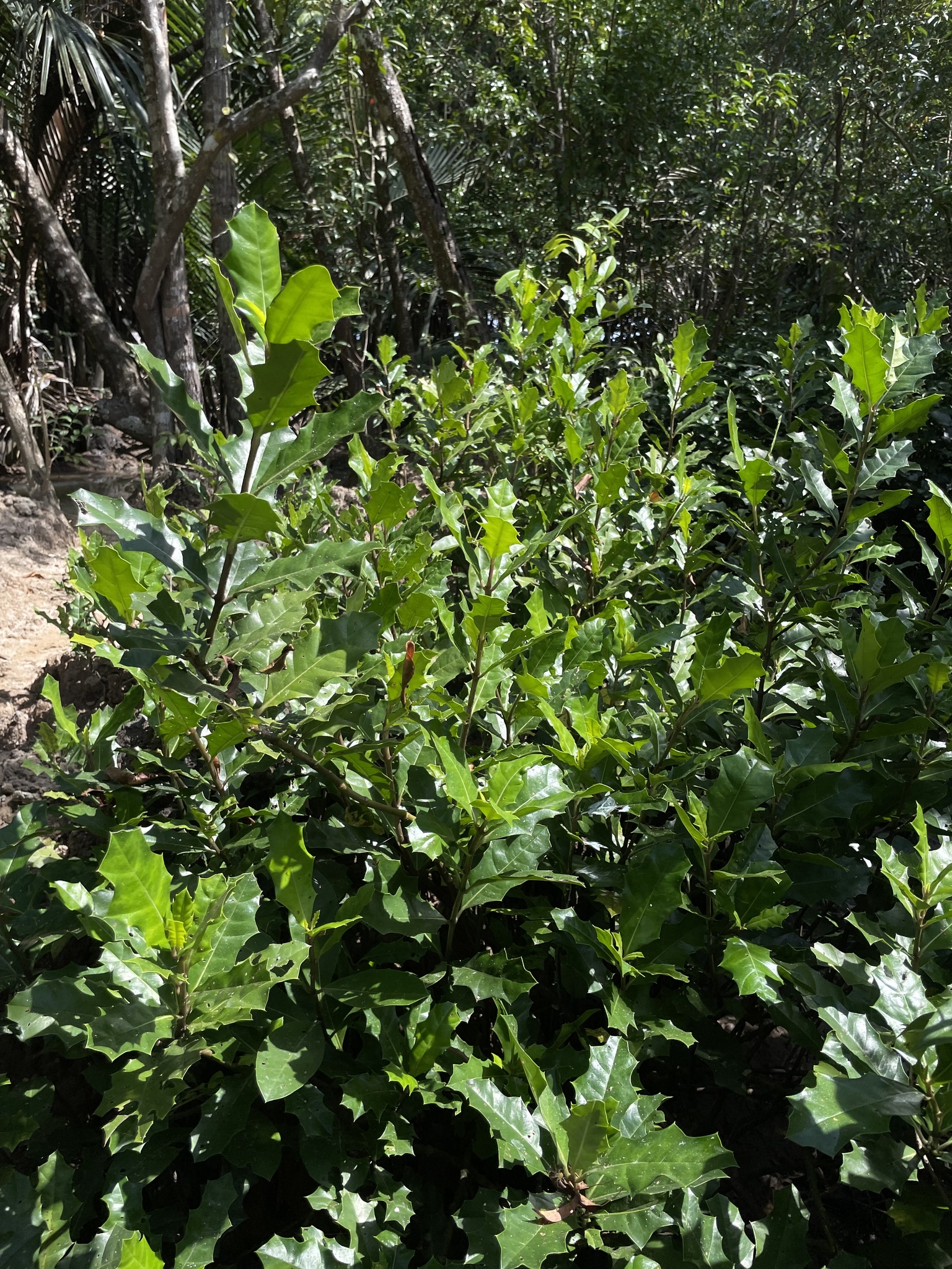 Acanthus ilicifolius L.