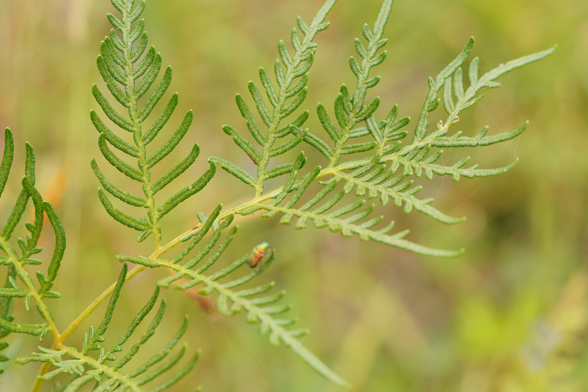 Pteridium Gled. ex Scop.