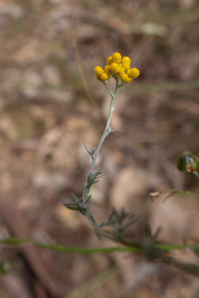 clustered everlasting from Castlemaine VIC, Australia on December 09 ...
