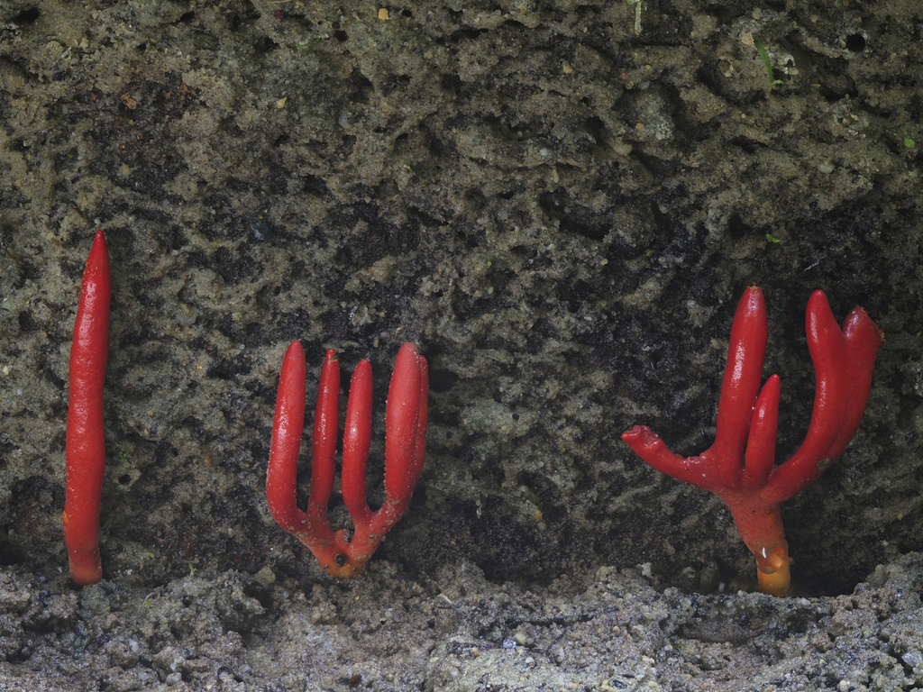 poison fire coral (Fungi of Taman Tugu) · iNaturalist