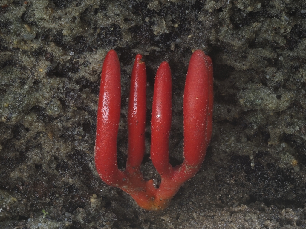 poison fire coral (Fungi of Taman Tugu) · iNaturalist