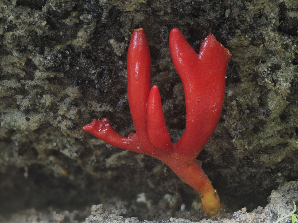 poison fire coral (Fungi of Taman Tugu) · iNaturalist