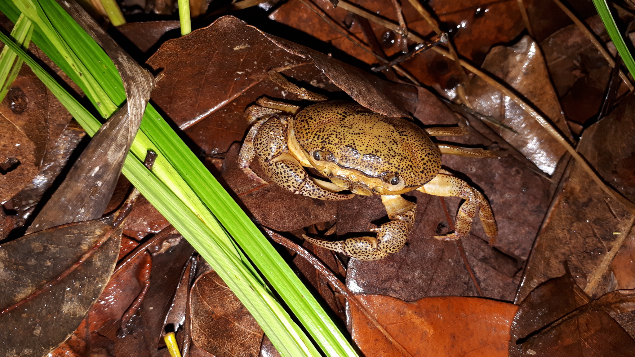 Austrothelphusa transversa (von Martens, 1868)