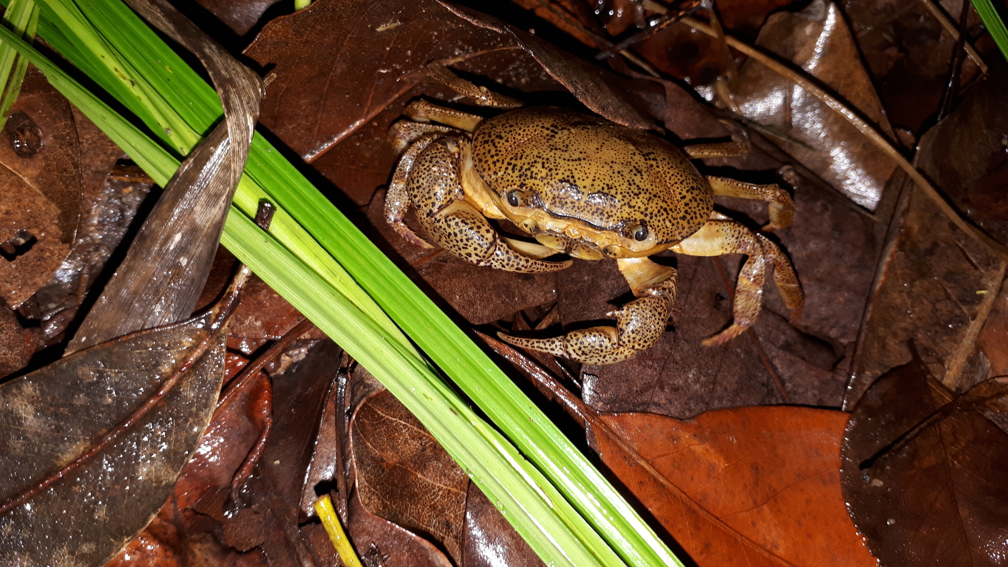 Austrothelphusa transversa (von Martens, 1868)