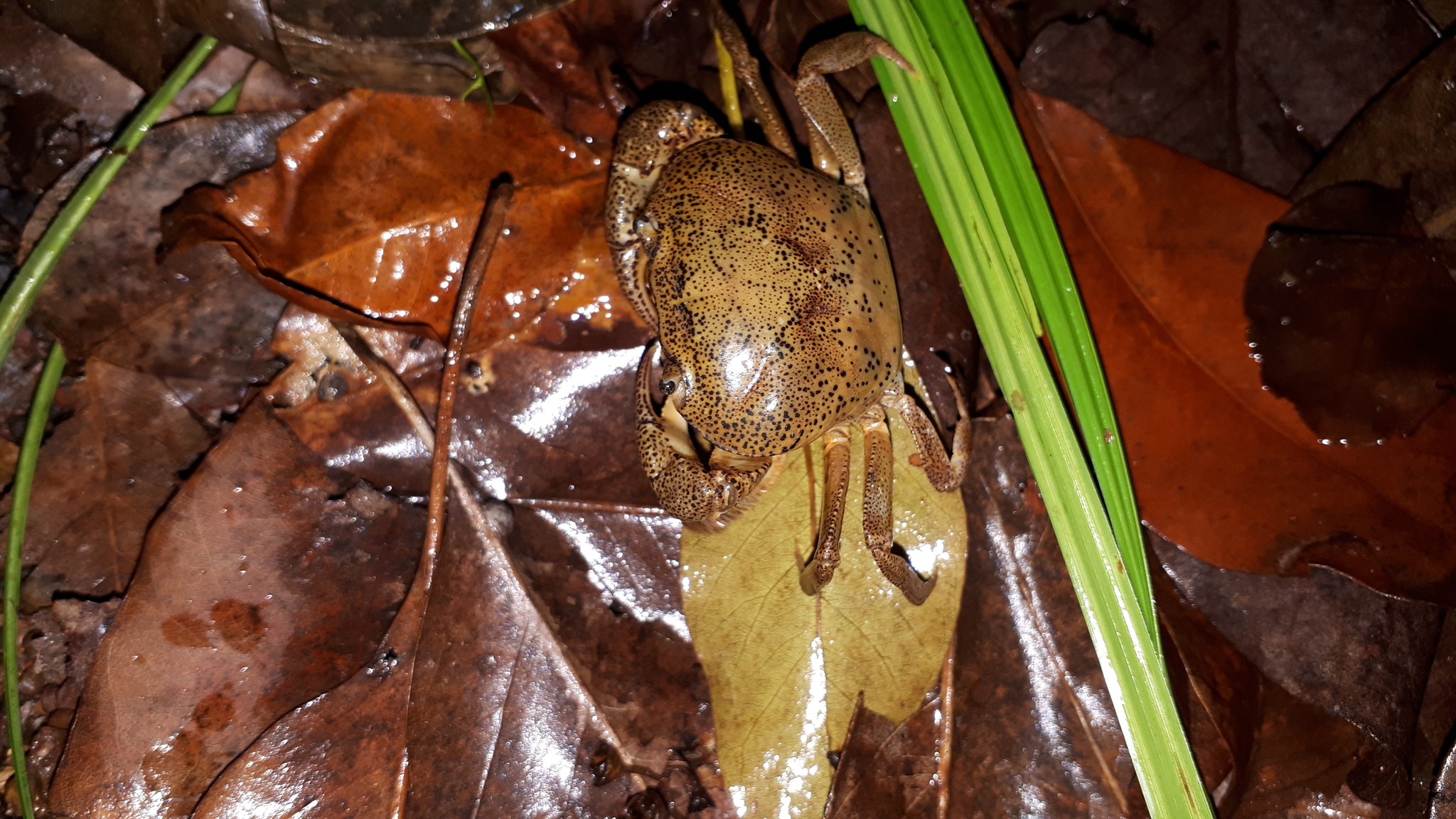 Austrothelphusa transversa (von Martens, 1868)