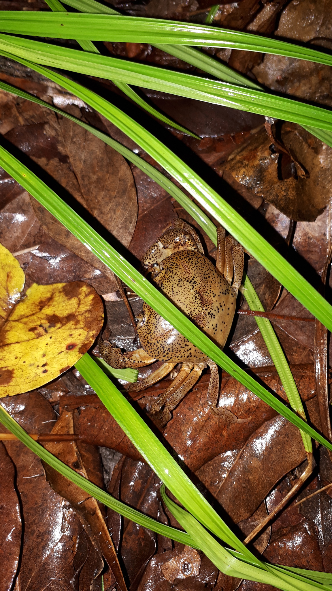 Austrothelphusa transversa (von Martens, 1868)