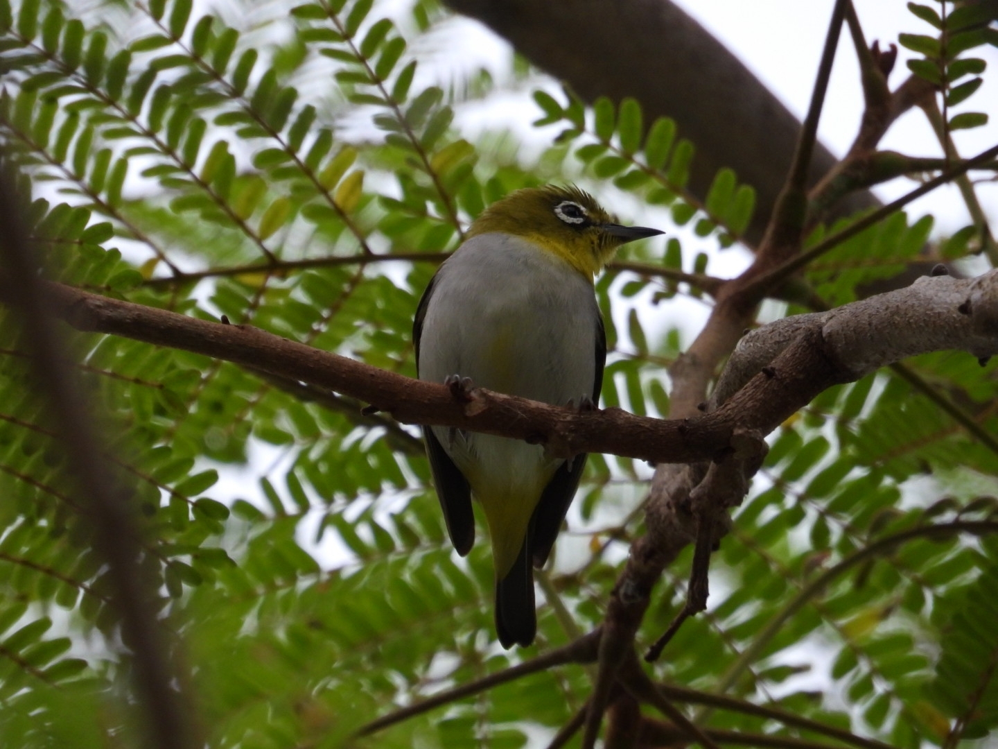 Zosterops simplex Swinhoe, 1861