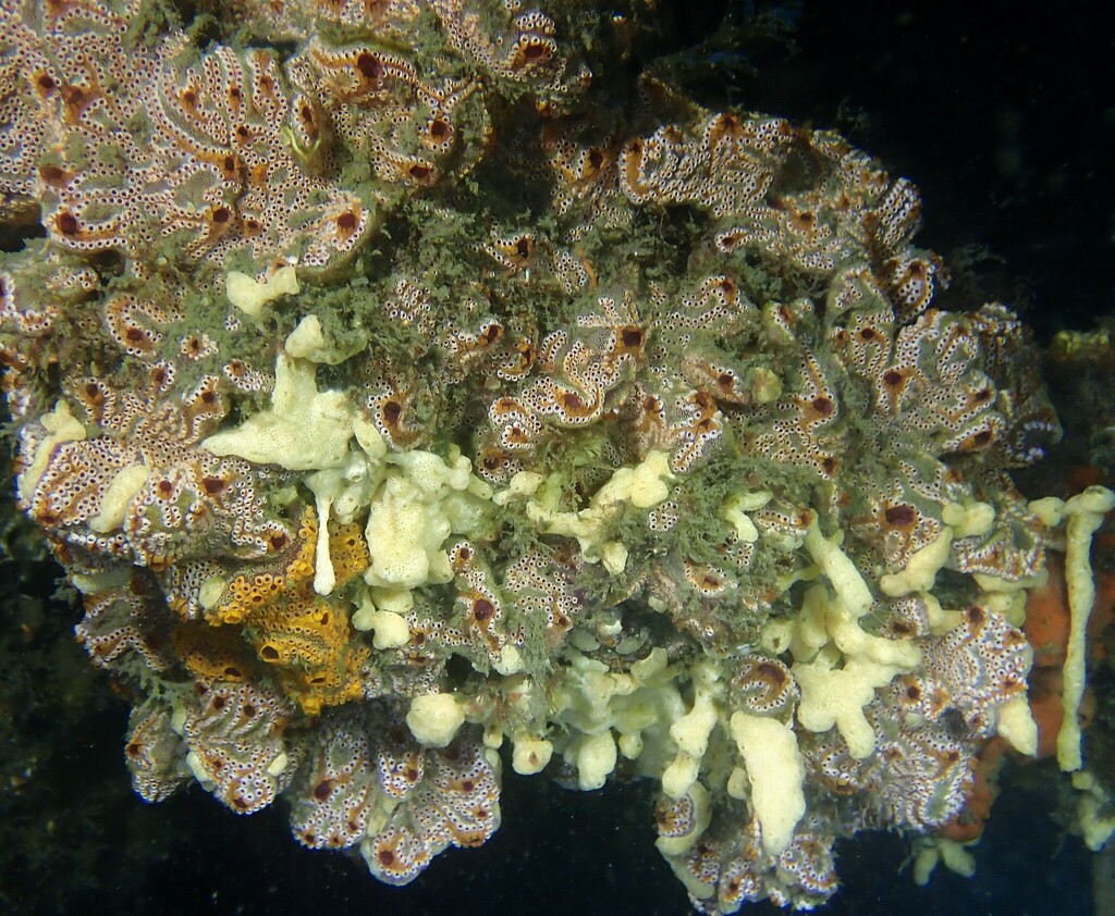 Sea Vomit from Sydney NSW, Australia on December 30, 2022 at 07:42 PM ...