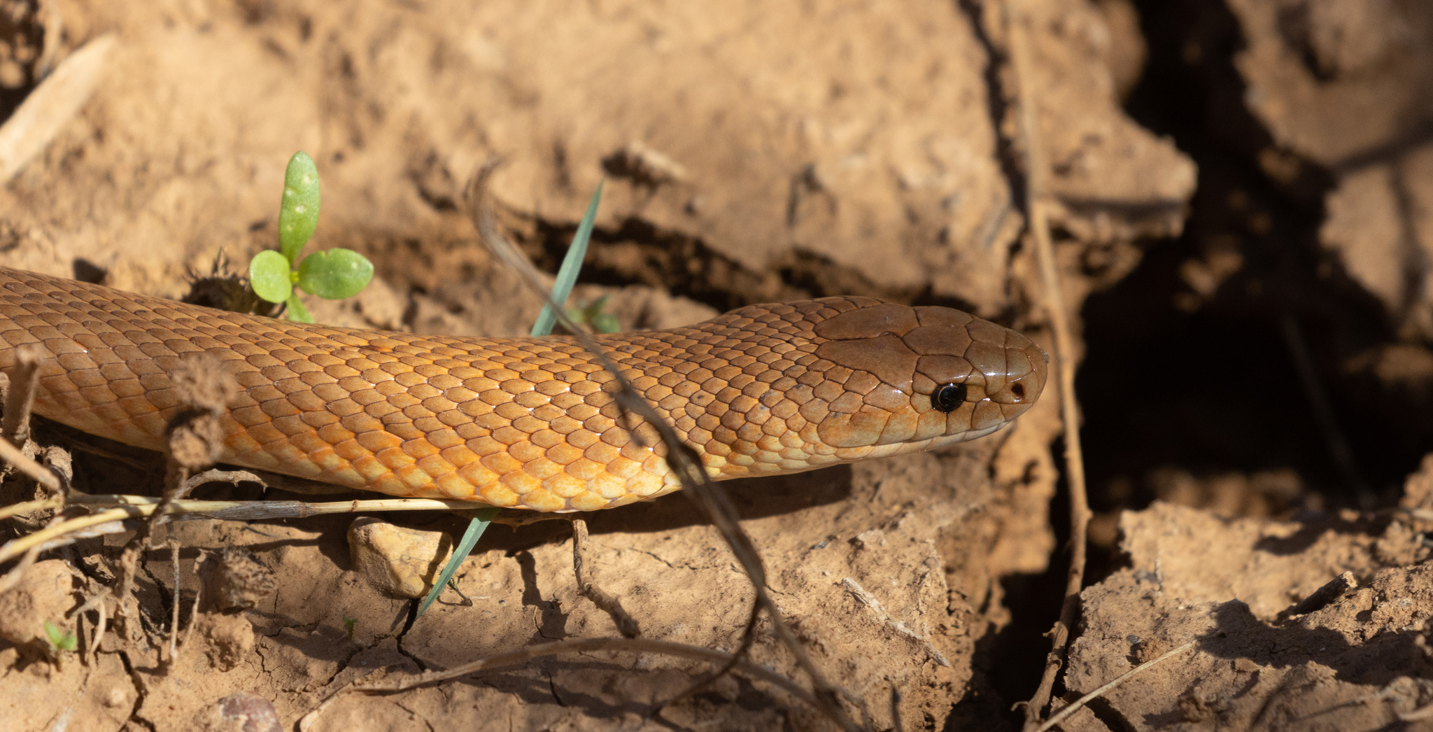 Pseudonaja guttata (Parker, 1926)