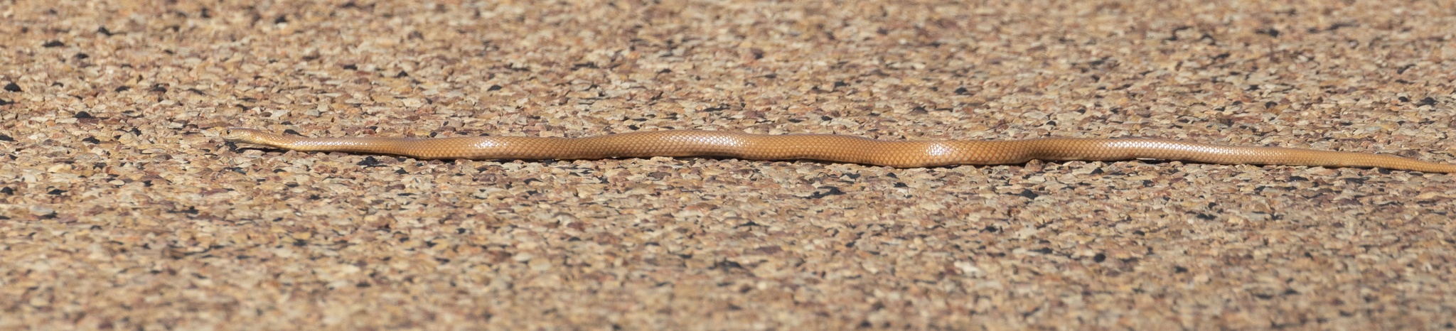 Pseudonaja guttata (Parker, 1926)