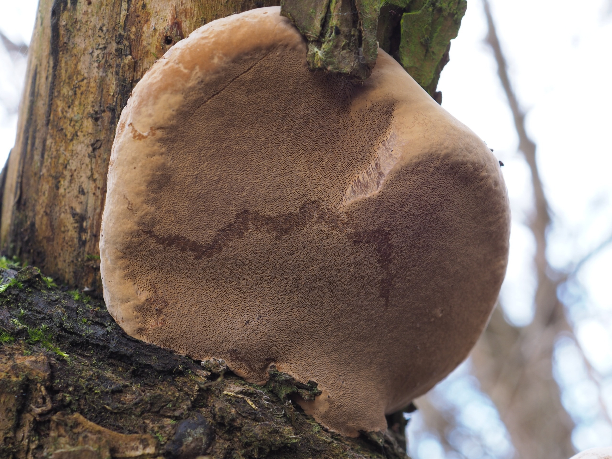 Phellinus igniarius (L.) Quél.