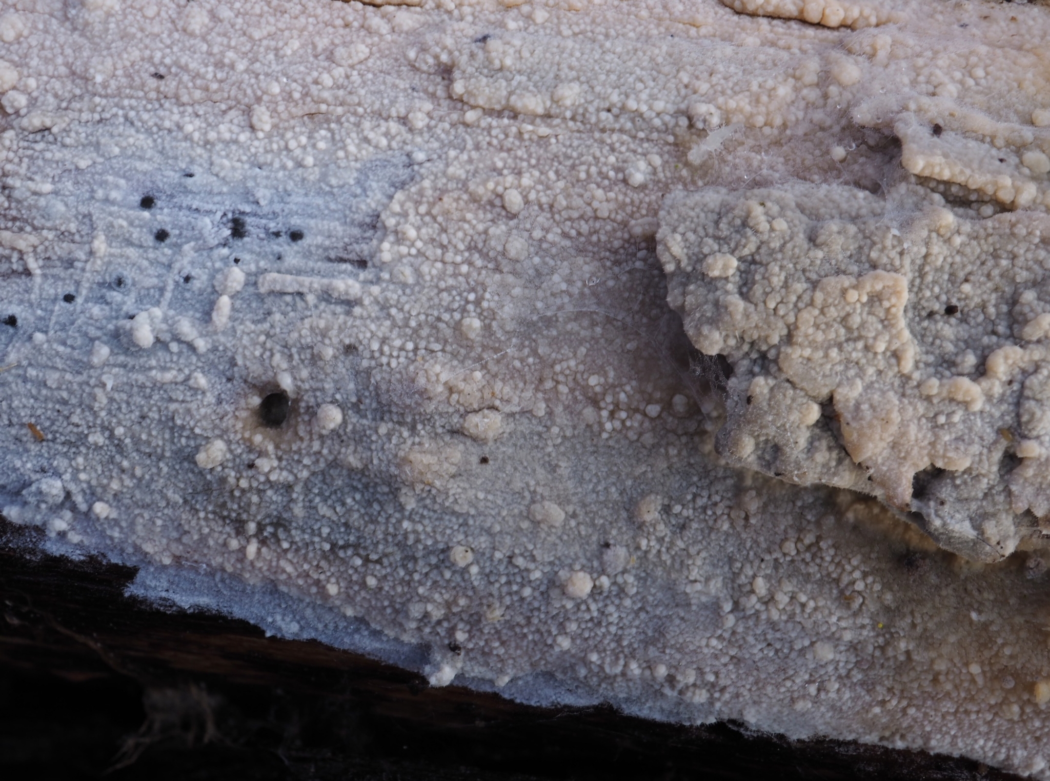 Hyphoderma setigerum (Fr.) Donk