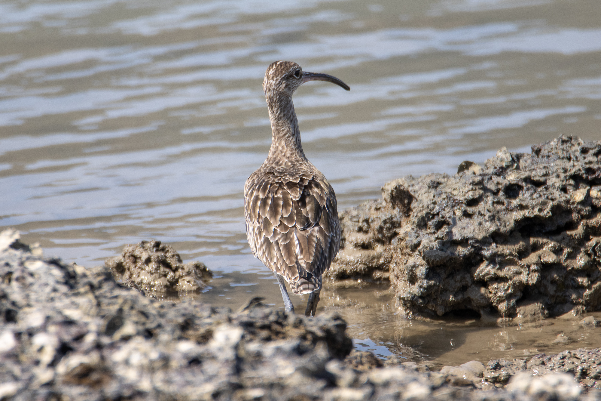 Numenius phaeopus (Linnaeus, 1758)