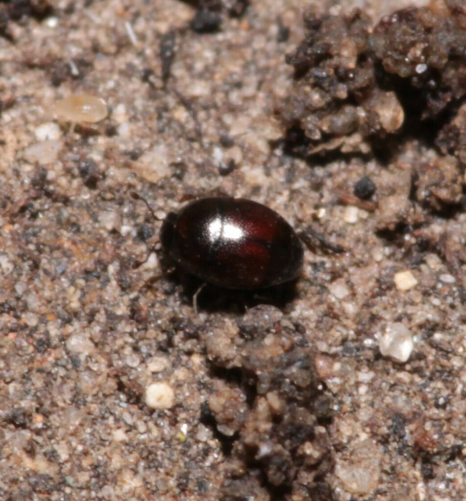 Abraeinae from Perkáta kert on October 20, 2022 at 04:55 PM by Tamás ...