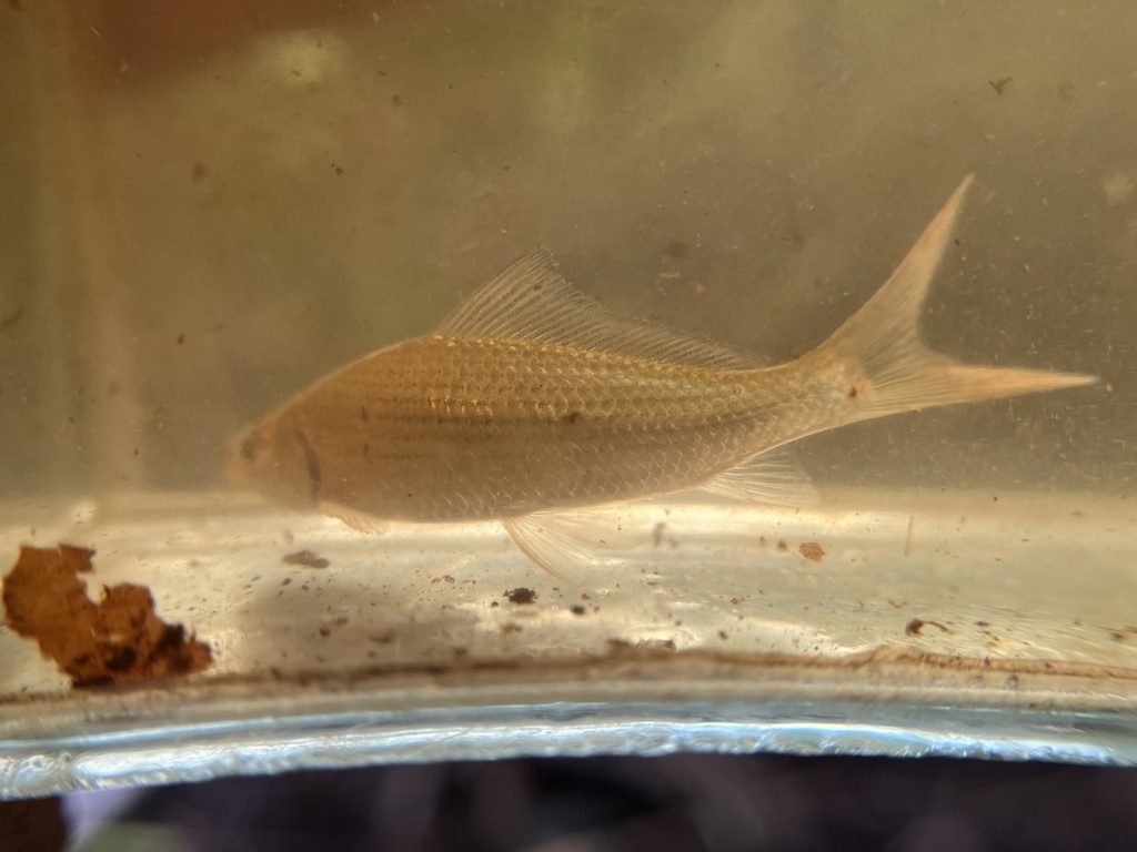 (Labiobarbus leptocheilus) - Marine Life Identification