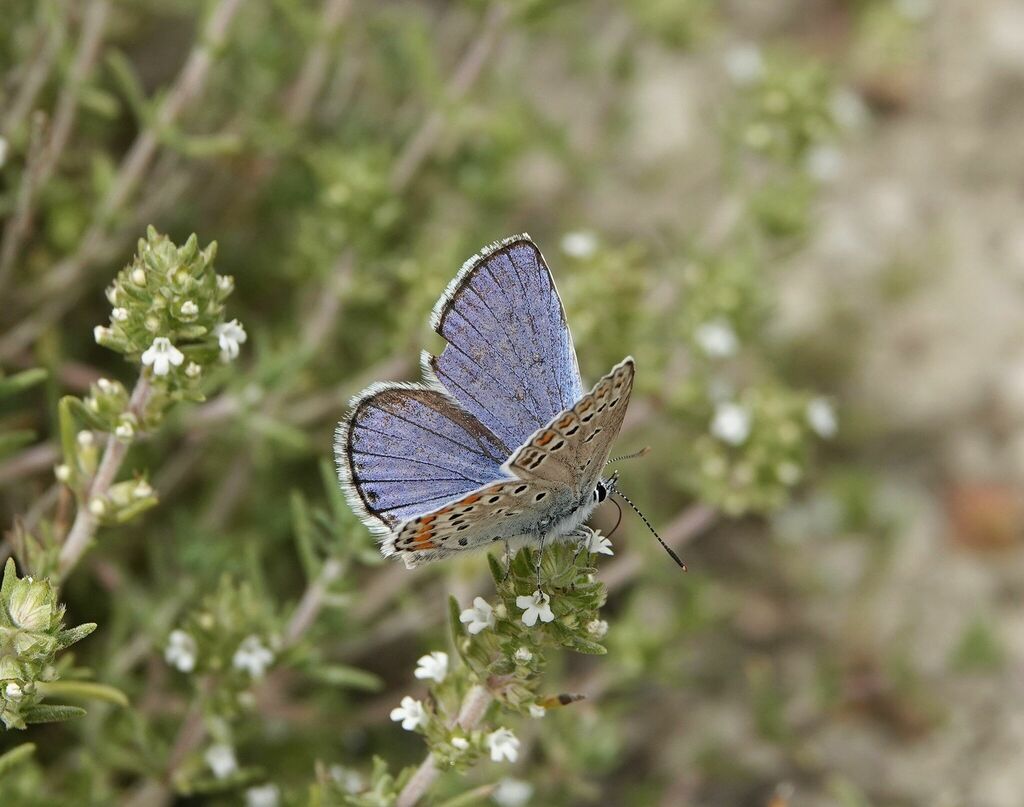 Spanish Zephyr Blue in May 2022 by e-bjerregaard. Very close to ...
