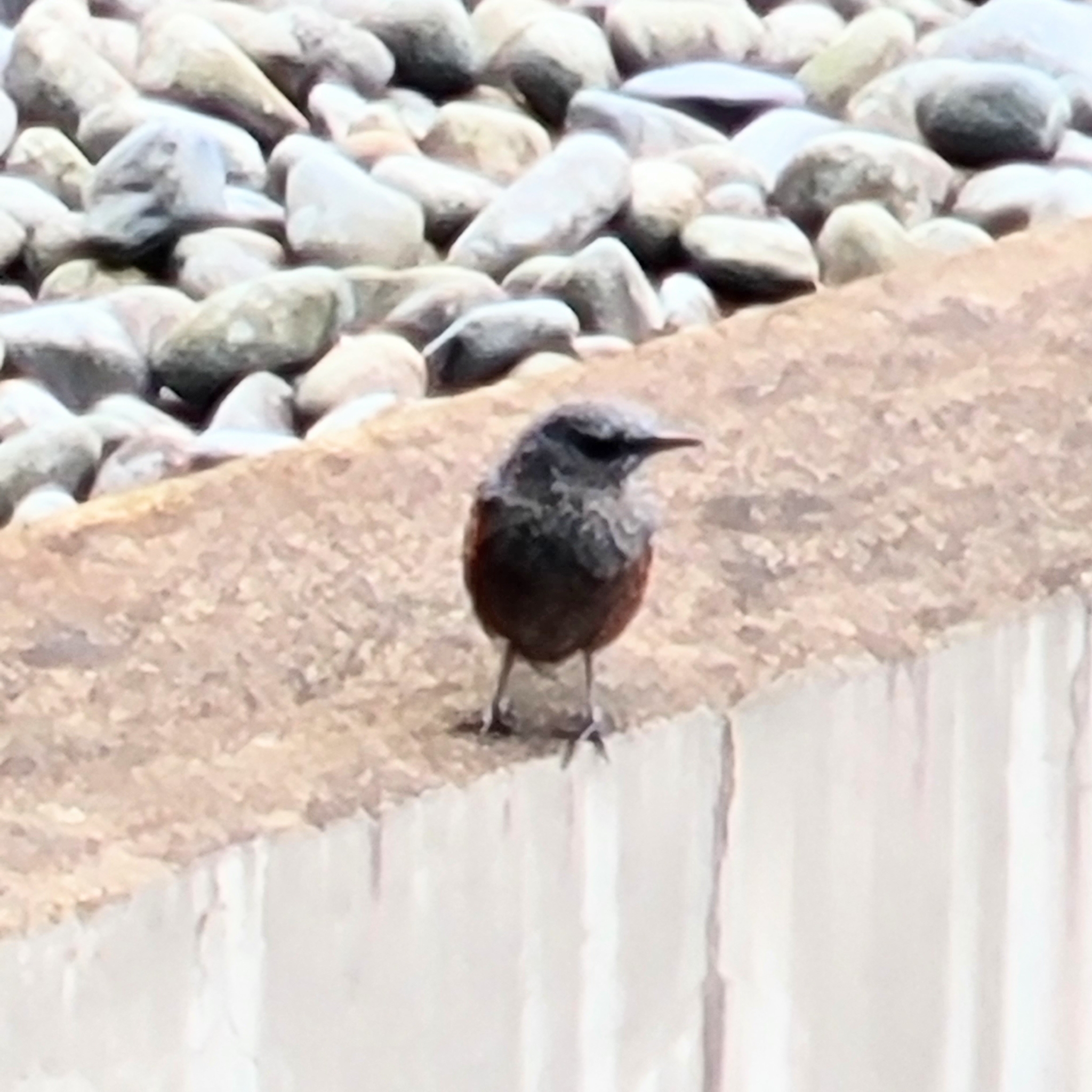 Monticola solitarius (Linnaeus, 1758)